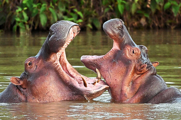 Bears, Alligators and Hippos Go on Wild Binges in Discovery’s New ...