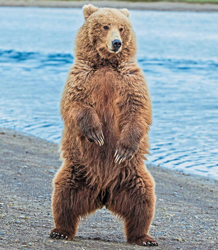 Bears, Alligators and Hippos Go on Wild Binges in Discovery’s New ...